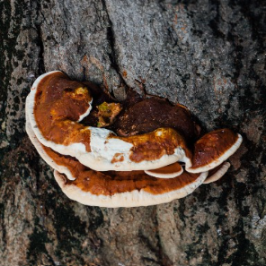 SYGENIS：Better Together, For Real Health & Dreams