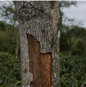 SYGENIS：Better Together, For Real Health & Dreams